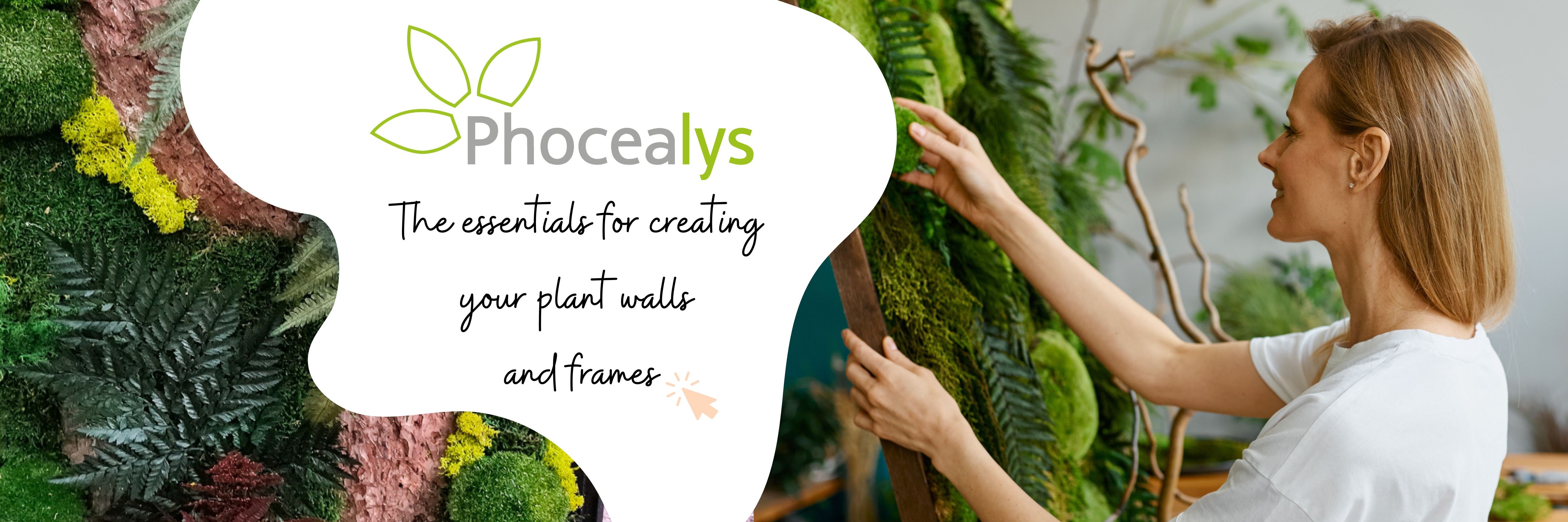 Phocealys |Preserved plants & flowers - Wholesaler - Wholesale / Online ...