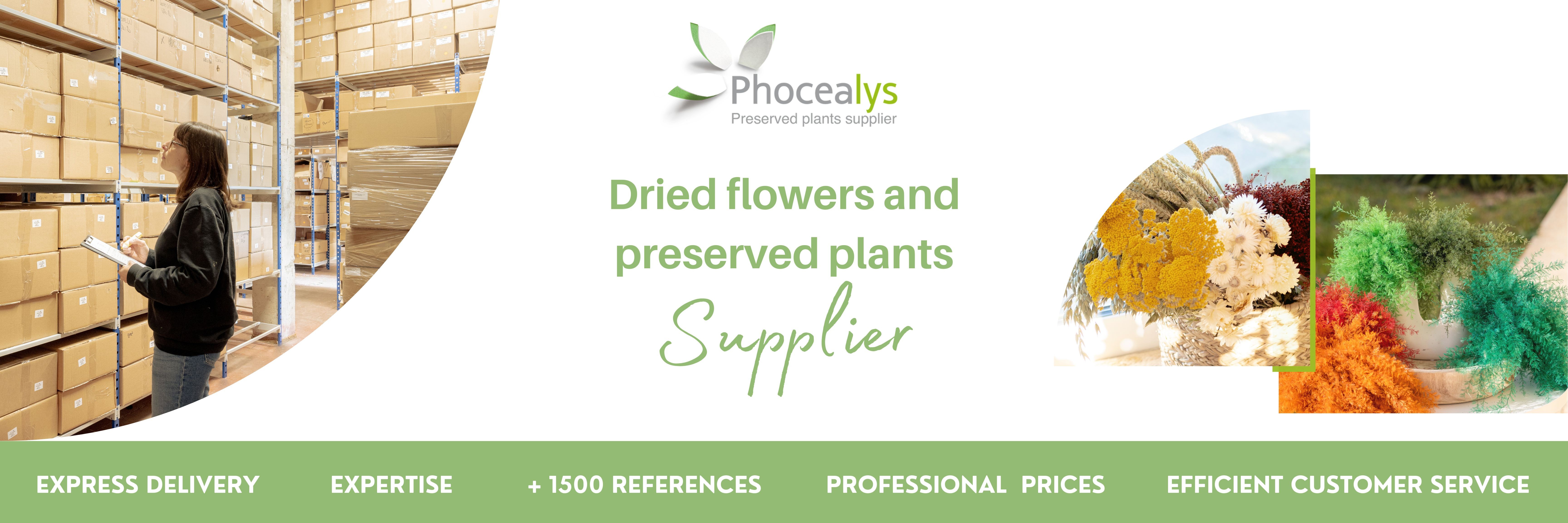 Phocealys |Preserved plants & flowers - Wholesaler - Wholesale / Online ...