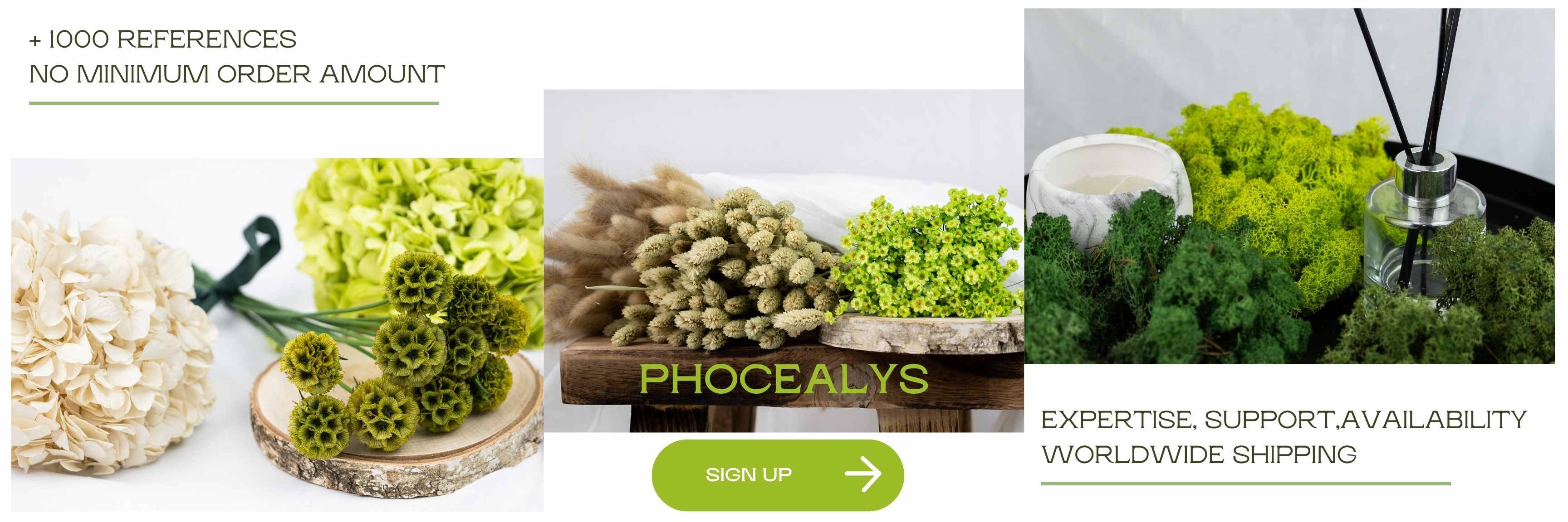 Phocealys |Preserved plants & flowers - Wholesaler - Wholesale / Online ...